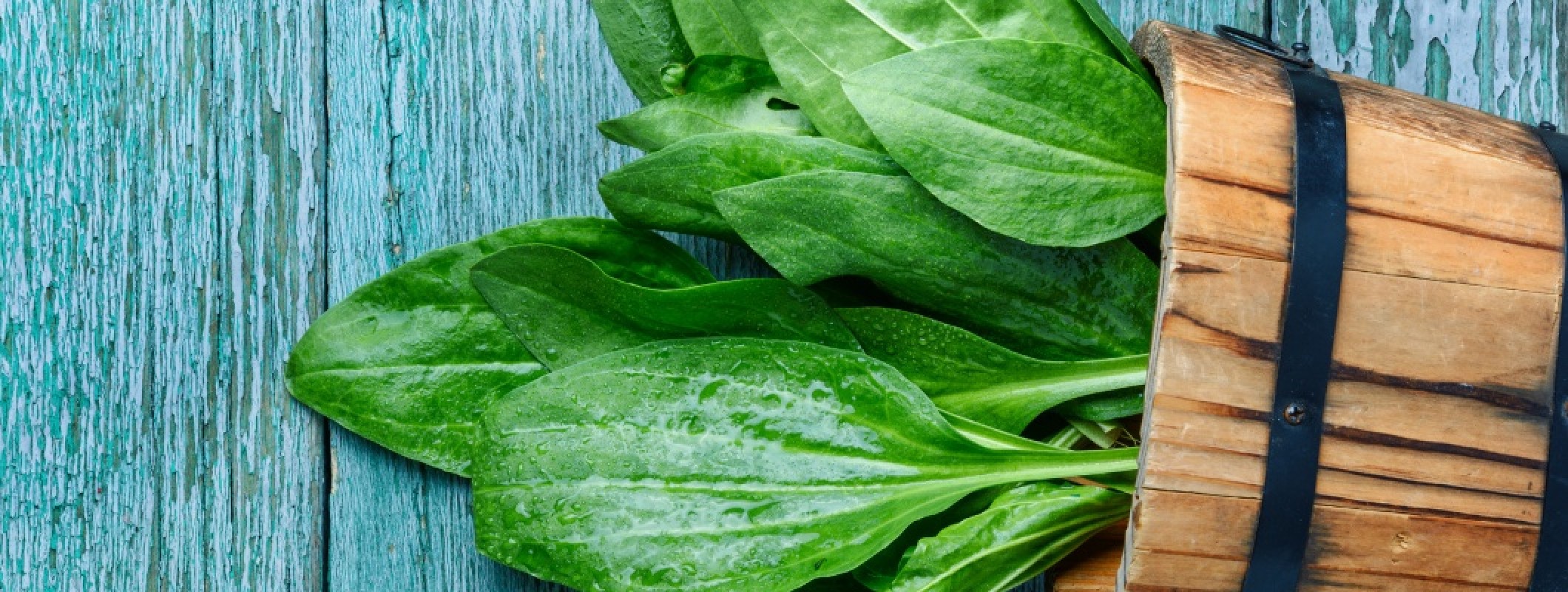 ᐉ Allt om Ggroblad: fördelar, användningsområden och medicinska ...